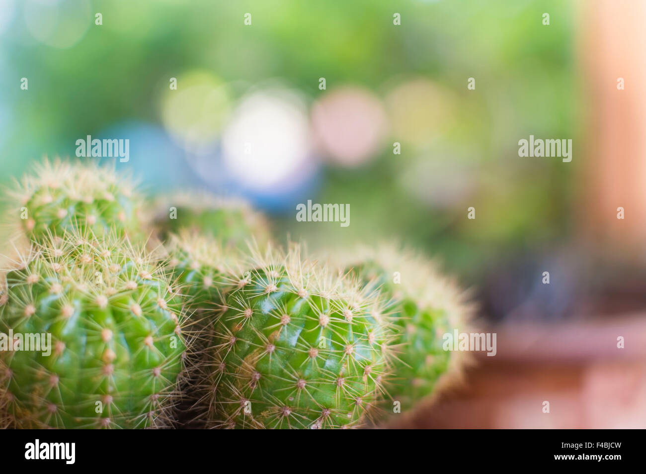Bony spike hi-res stock photography and images - Alamy