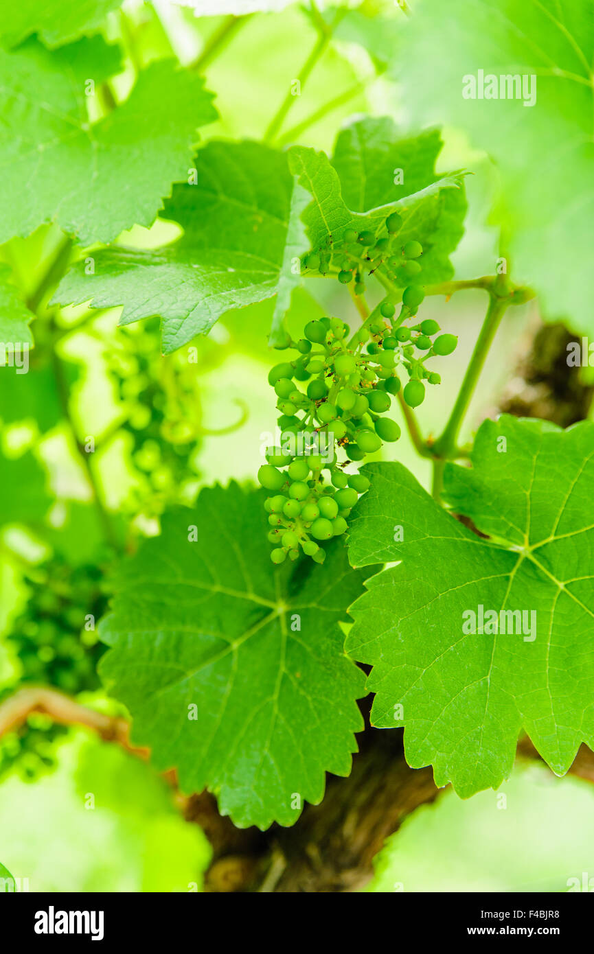 Grape cluster hi-res stock photography and images - Alamy