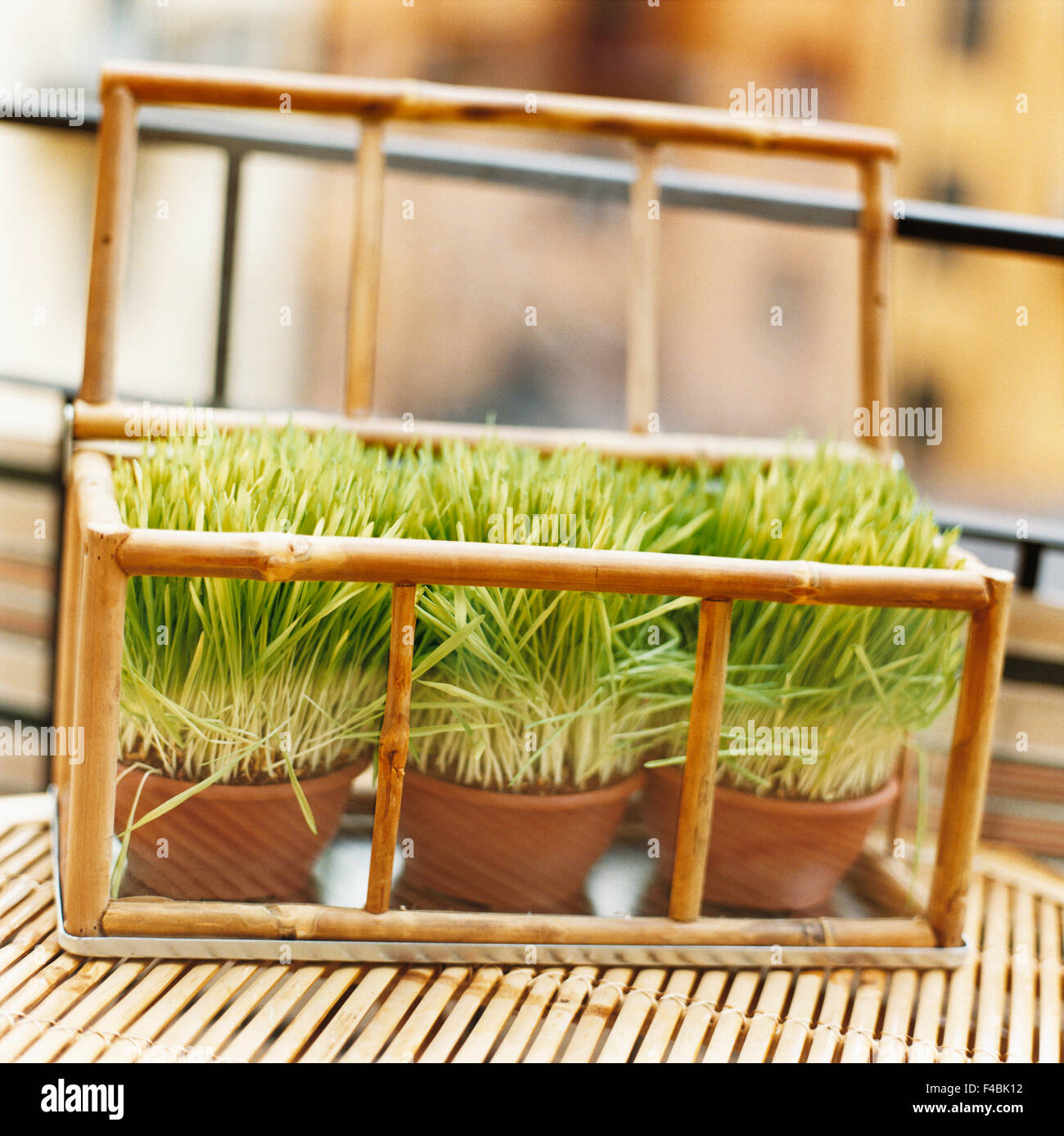 Table with pots and plants Stock Photo - Alamy