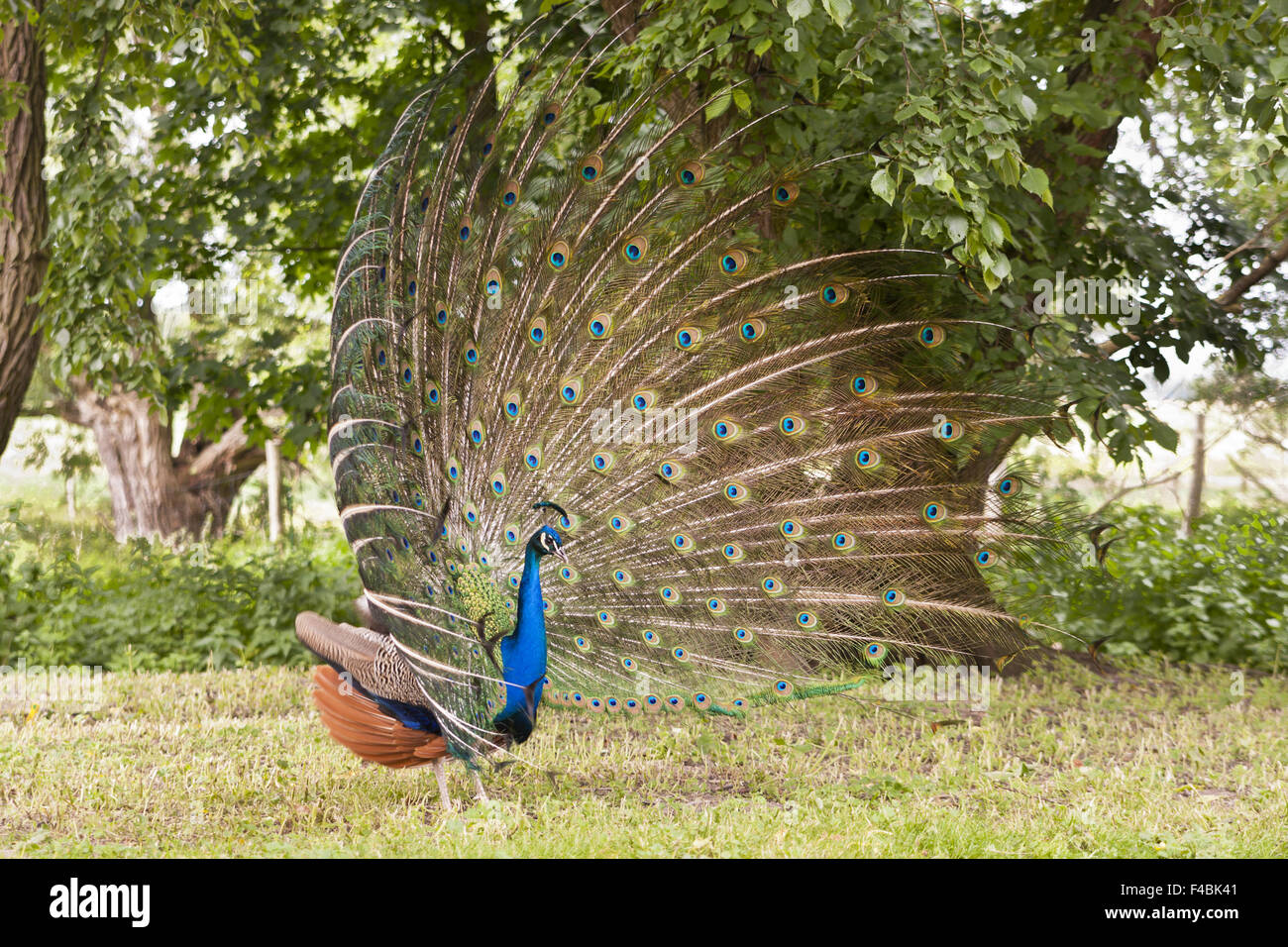 Prancing peacock hi-res stock photography and images - Alamy