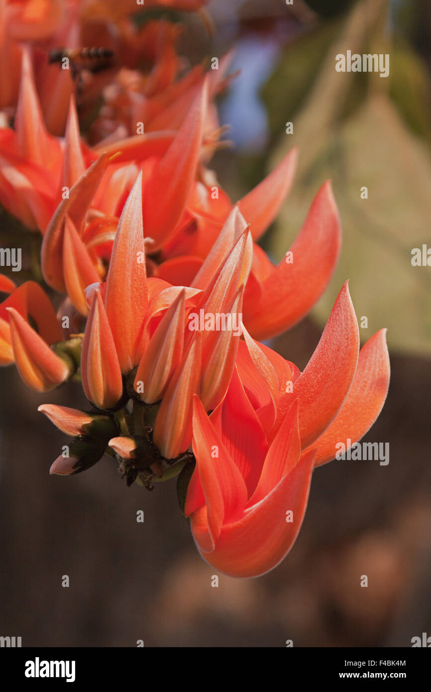 Tayabak hi-res stock photography and images - Alamy