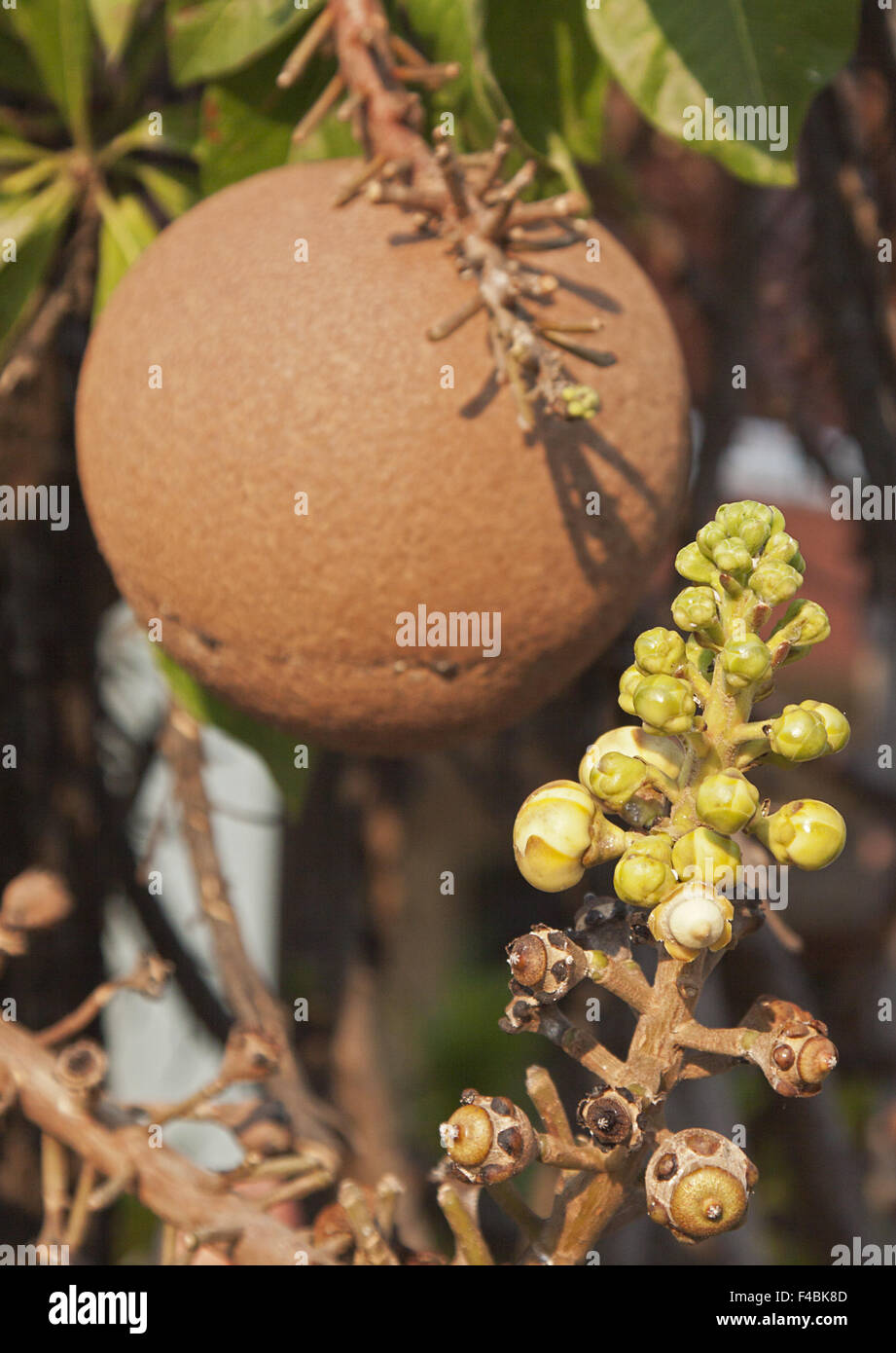 Cannonball tree fruits hi-res stock photography and images - Alamy