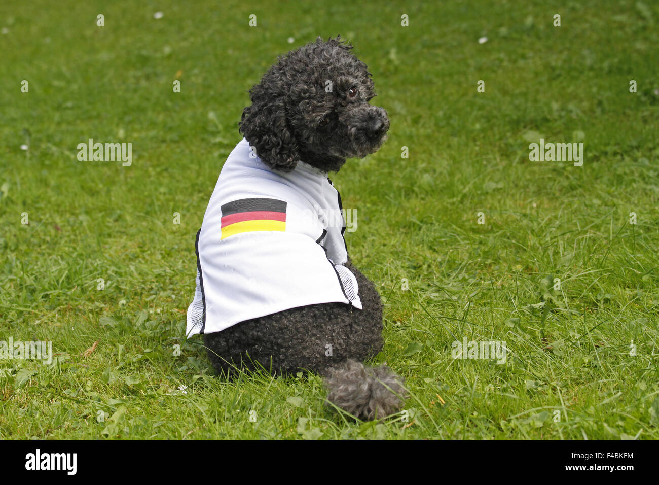 poodle with football shirt Stock Photo - Alamy