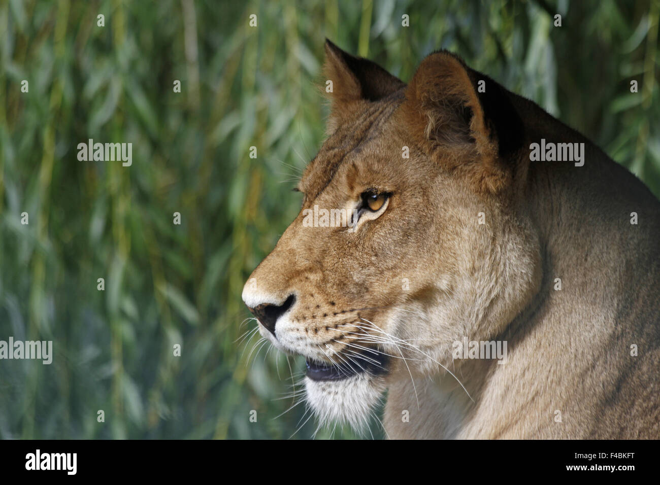 Lowin lowe lion lioness hi-res stock photography and images - Alamy