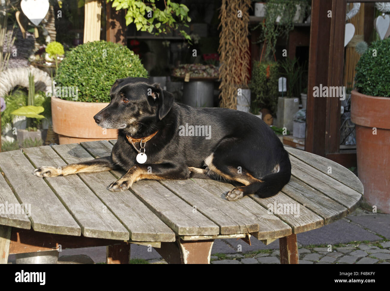 dog on a table Stock Photo - Alamy