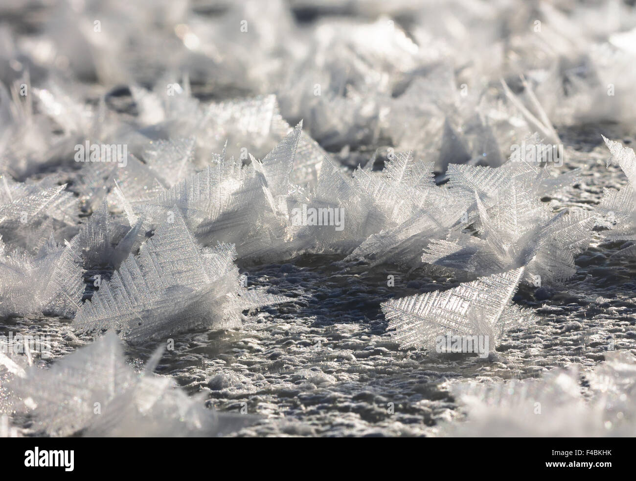 ice butterfly 4 Stock Photo - Alamy