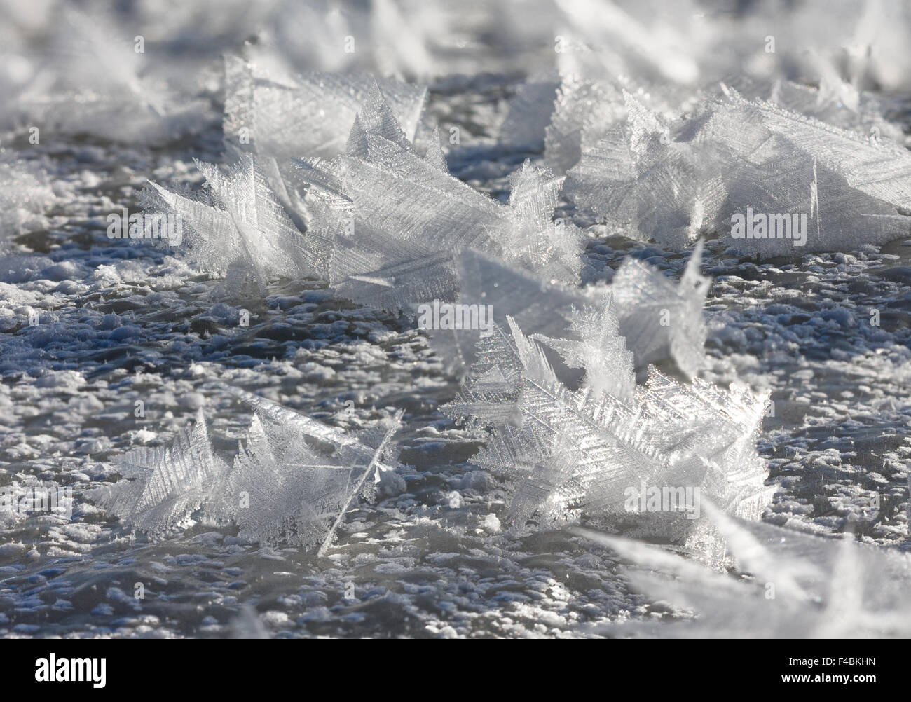 ice butterfly 3 Stock Photo - Alamy