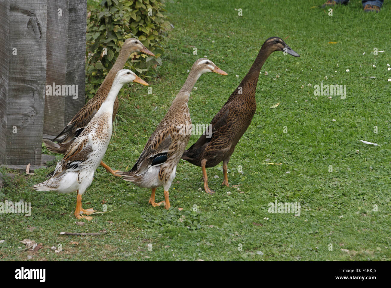 Flaschenente hi-res stock photography and images - Alamy