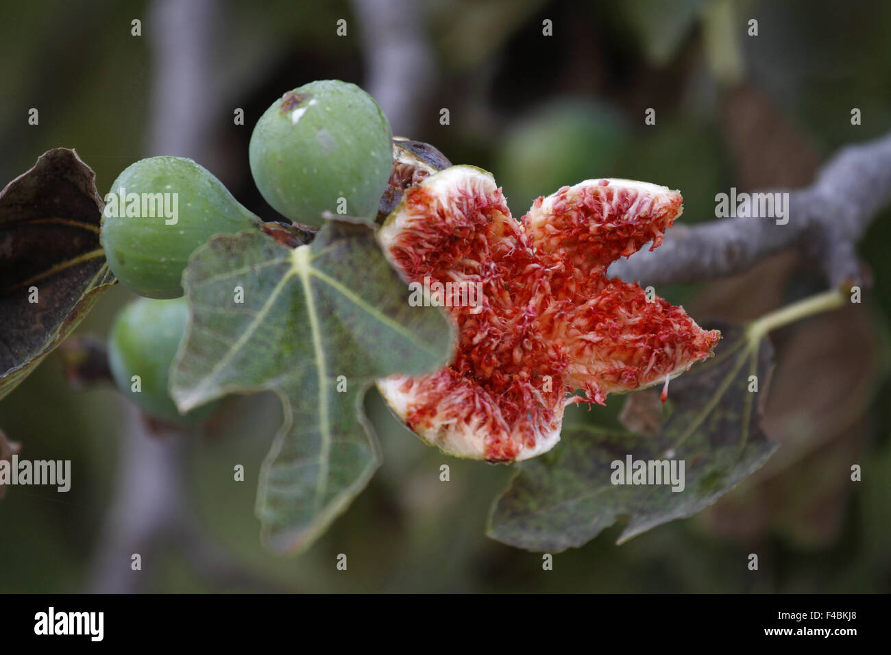 Feigen baum hi-res stock photography and images - Alamy