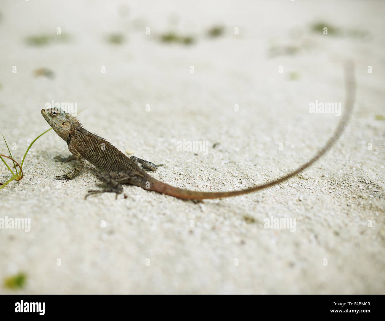 Maldives lizard hi-res stock photography and images - Alamy