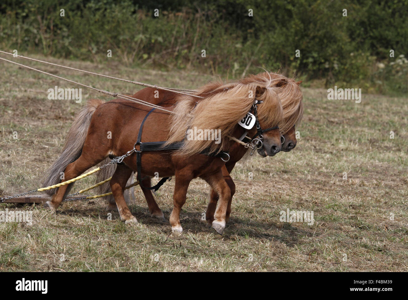 Shettys hi-res stock photography and images - Alamy