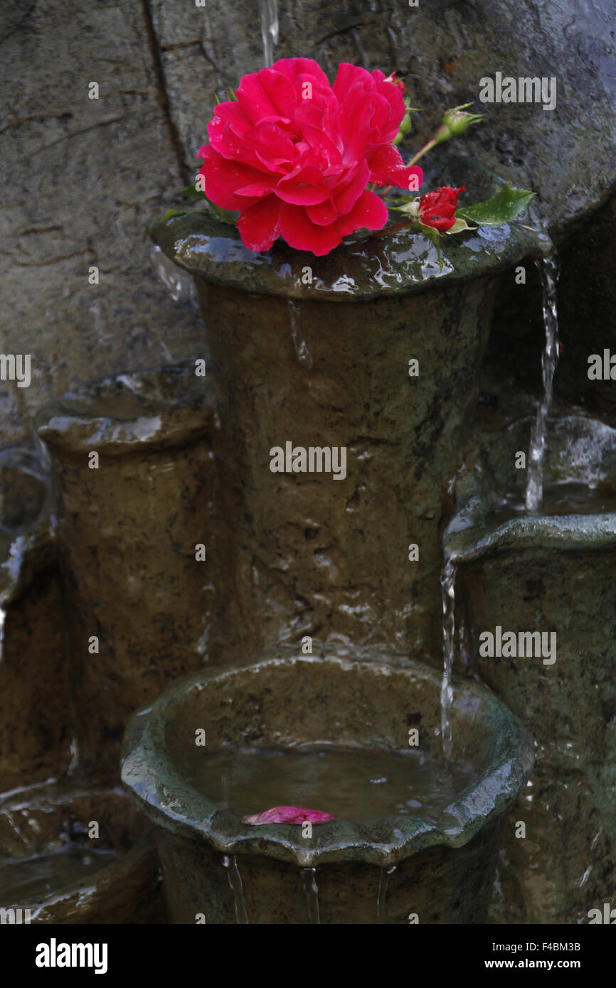 rose in a well Stock Photo - Alamy