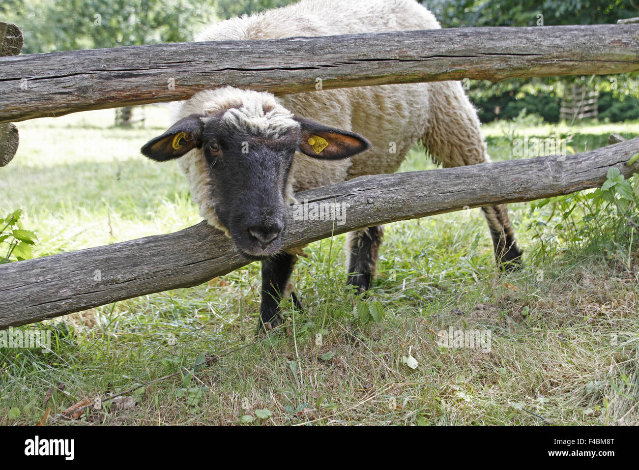 Schwarzkopf schaf hi-res stock photography and images - Alamy