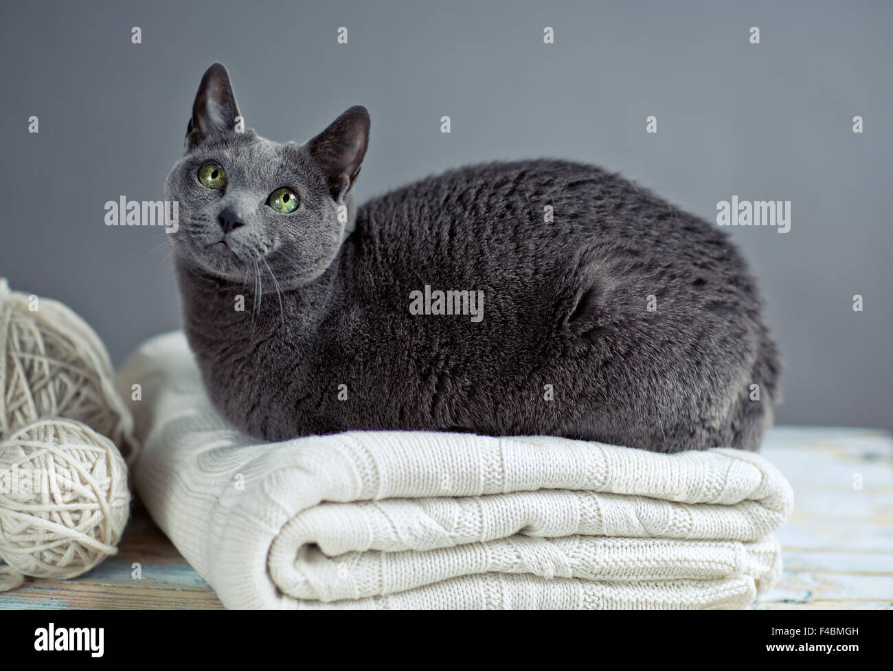 Russisch blau katze hi-res stock photography and images - Alamy