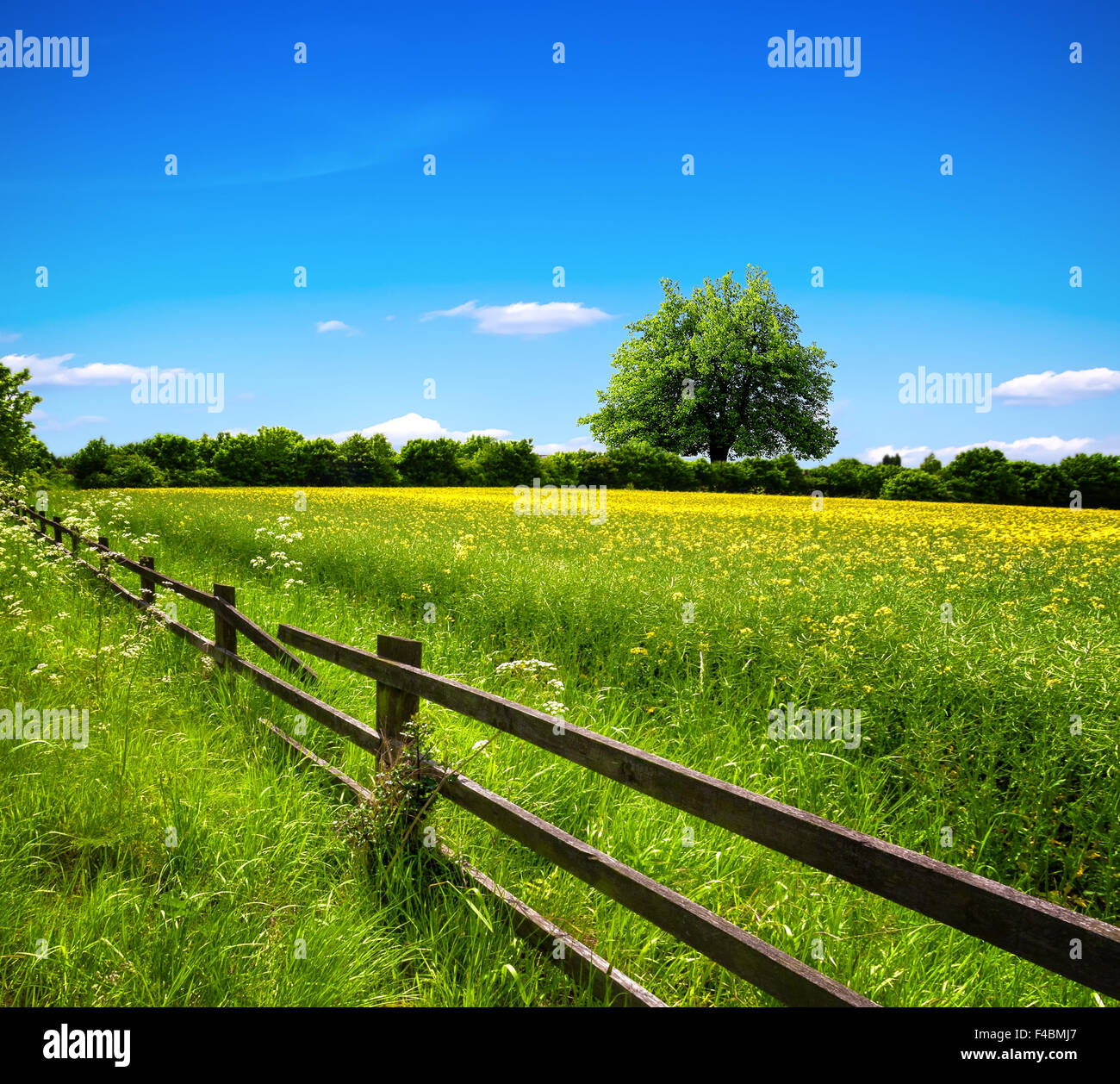 Spring field and blue sky Stock Photo - Alamy