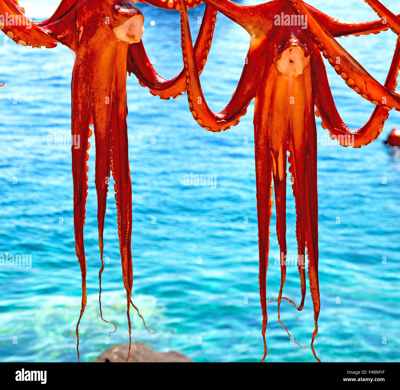 octopus drying in the sun europe greece santorini and light Stock Photo ...