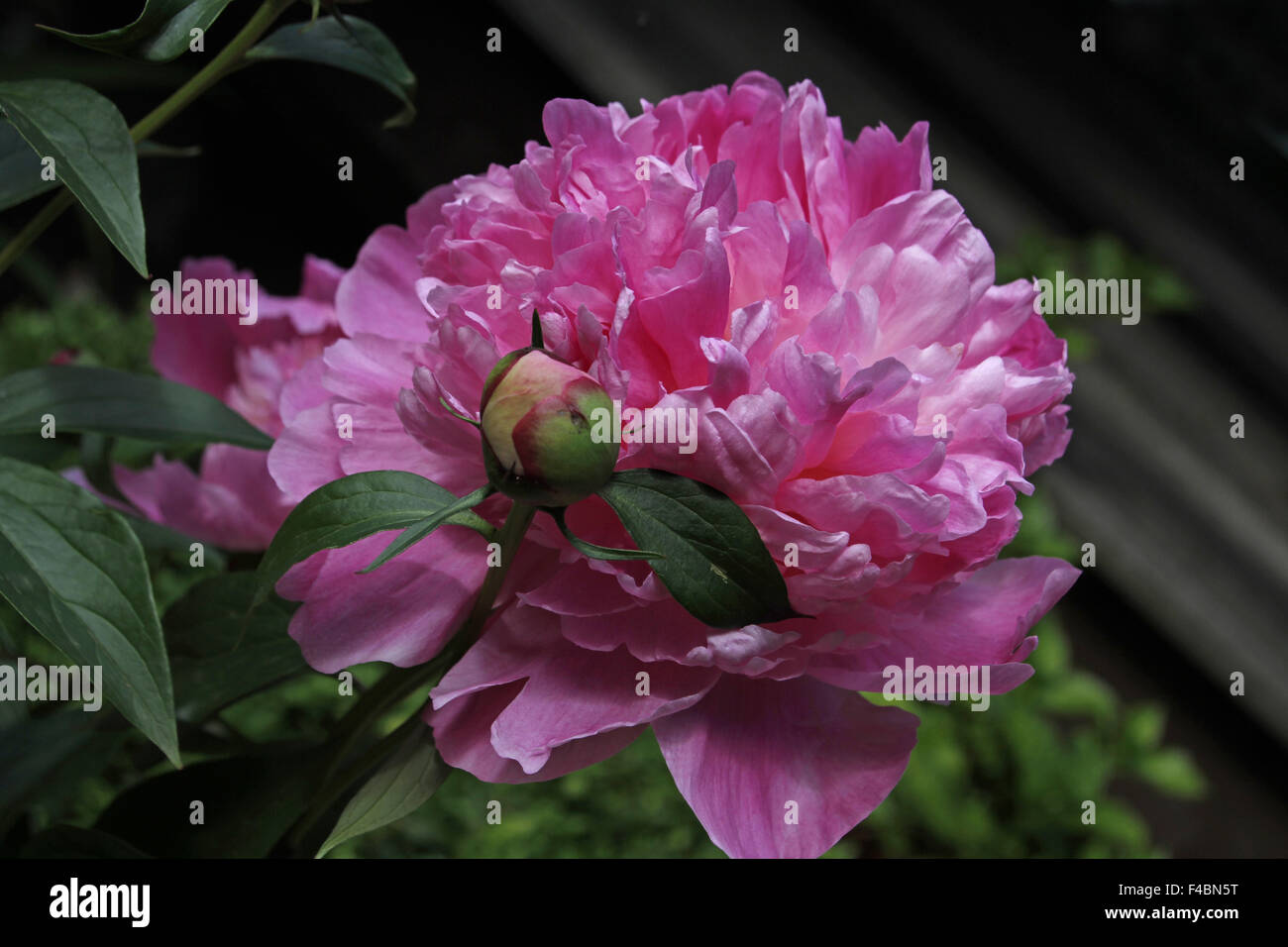 Common peony hi-res stock photography and images - Alamy