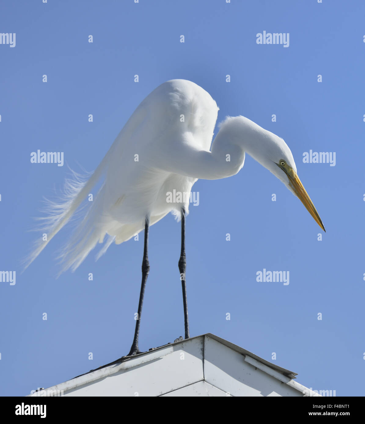 Great White Egret Stock Photo - Alamy