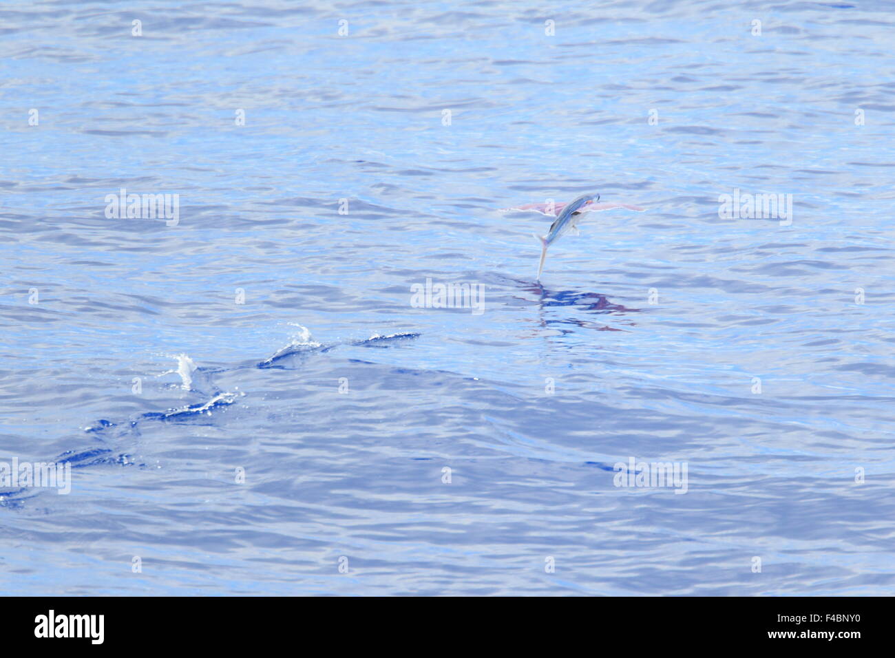 Flying fish in Ogasawara, Japan Stock Photo - Alamy