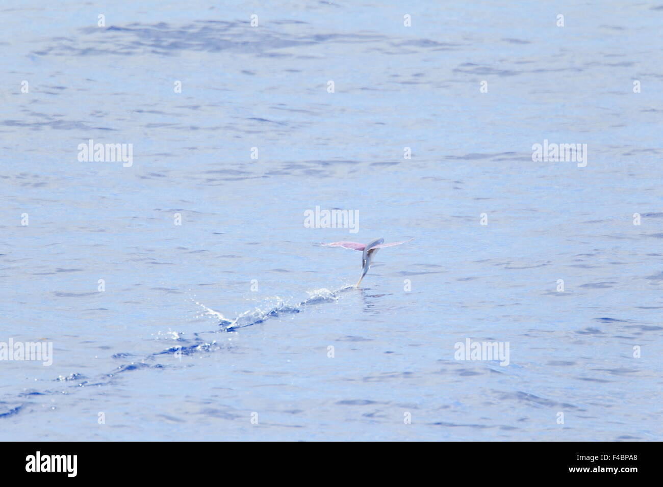 Flyingfish hi-res stock photography and images - Alamy