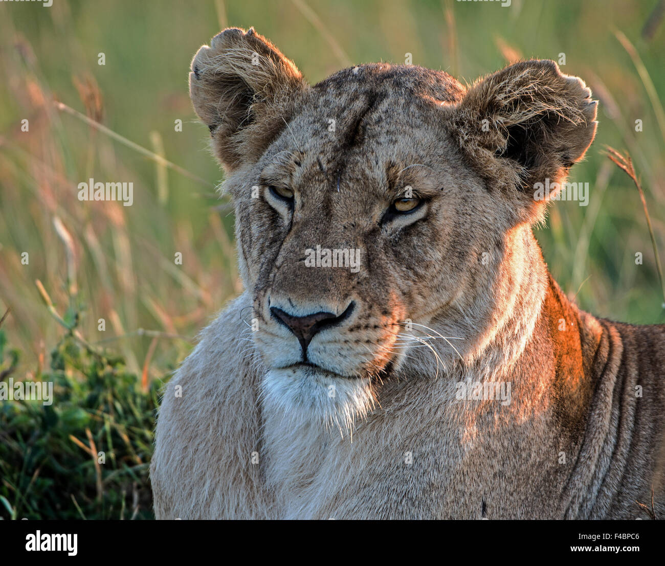 Grumpy lion hi-res stock photography and images - Alamy