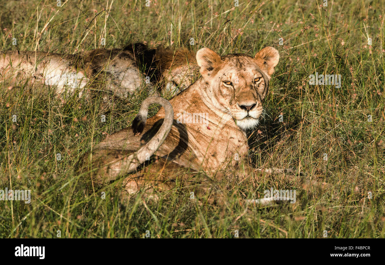 Head paws tail lioness hi-res stock photography and images - Alamy