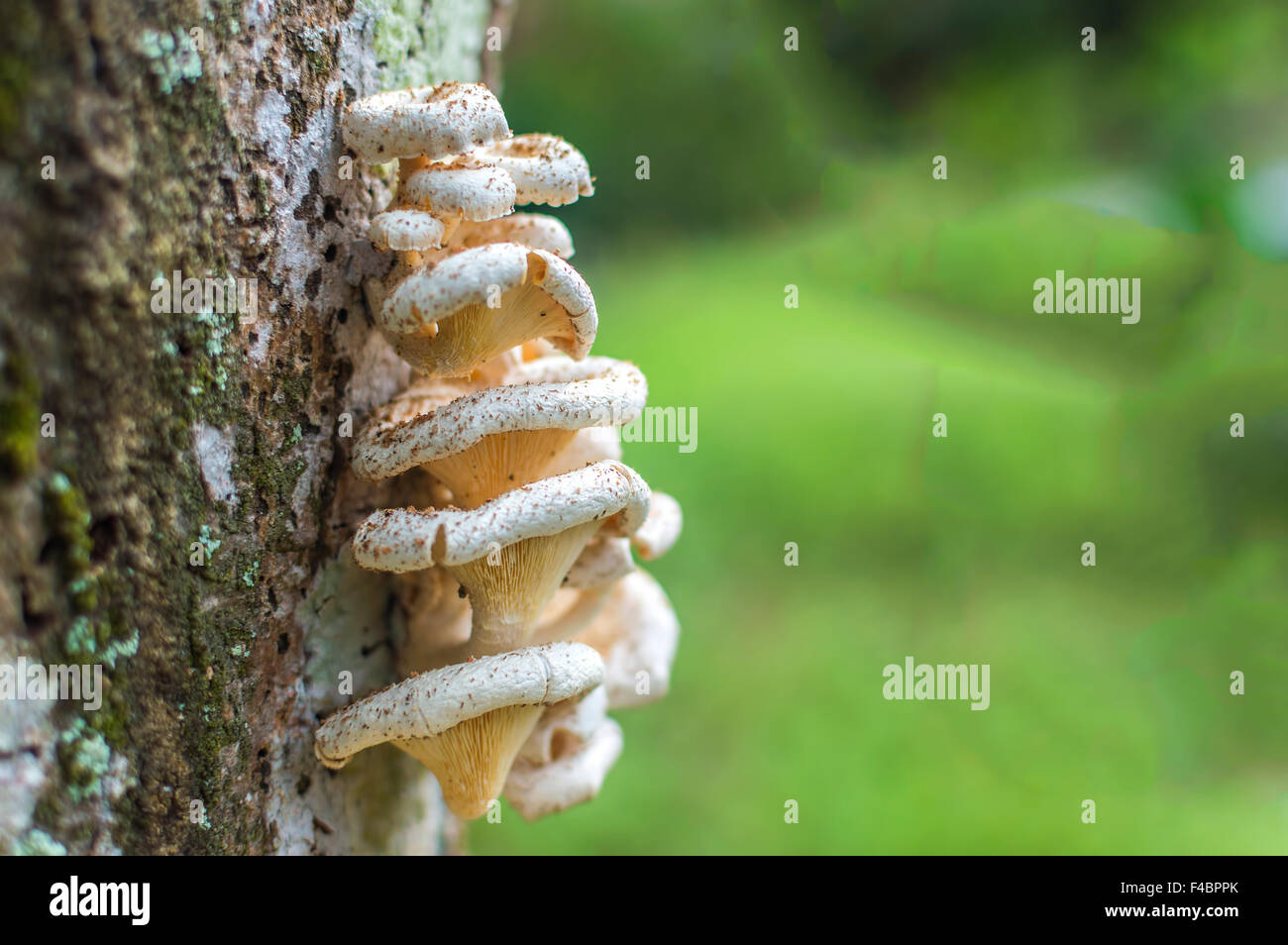 Natural tree mushroom Stock Photo - Alamy