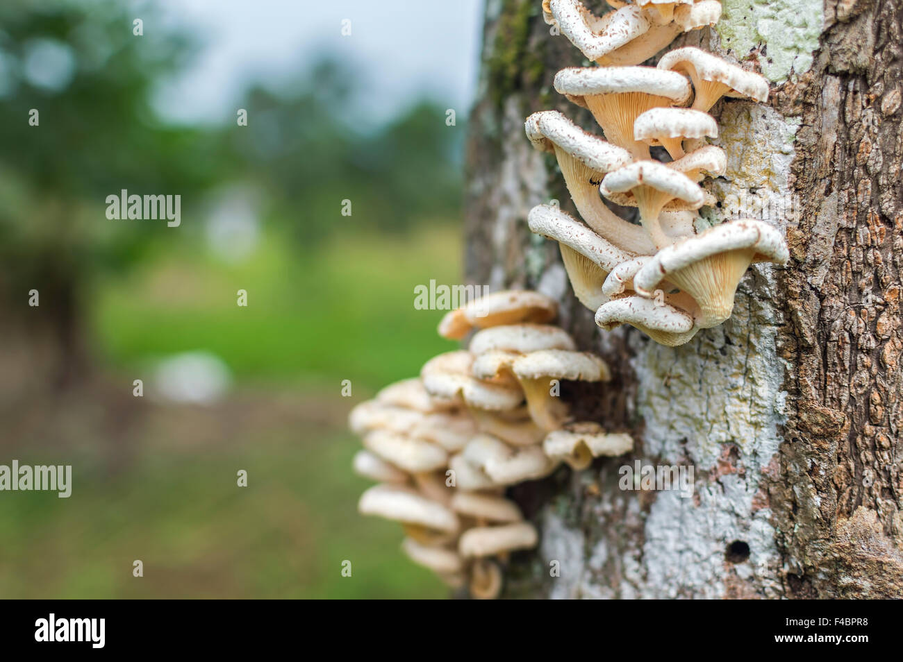 Natural tree mushroom Stock Photo - Alamy