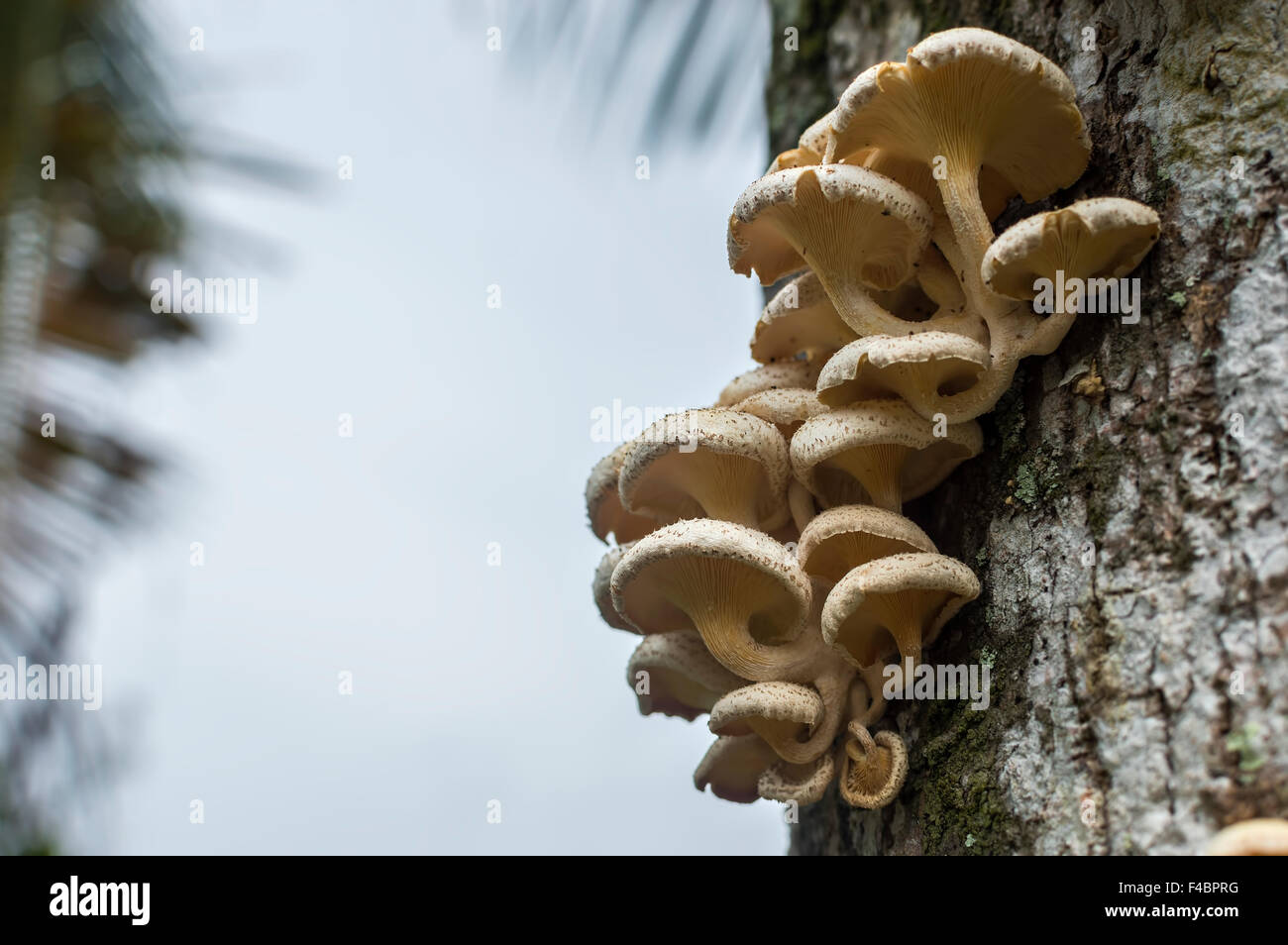 Natural tree mushroom Stock Photo - Alamy