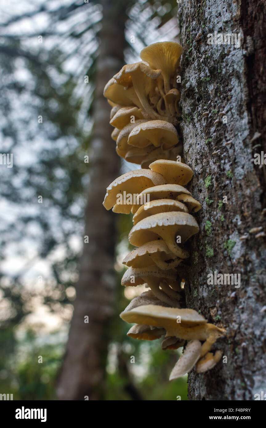 Natural tree mushroom Stock Photo - Alamy
