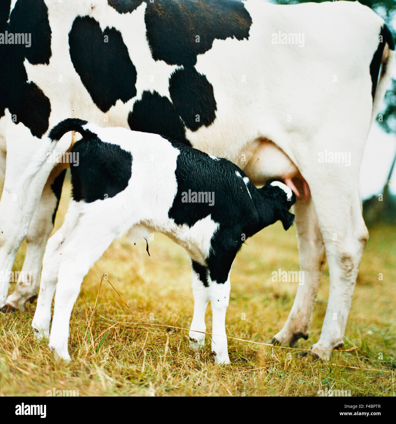 Cow and calf point hi-res stock photography and images - Alamy