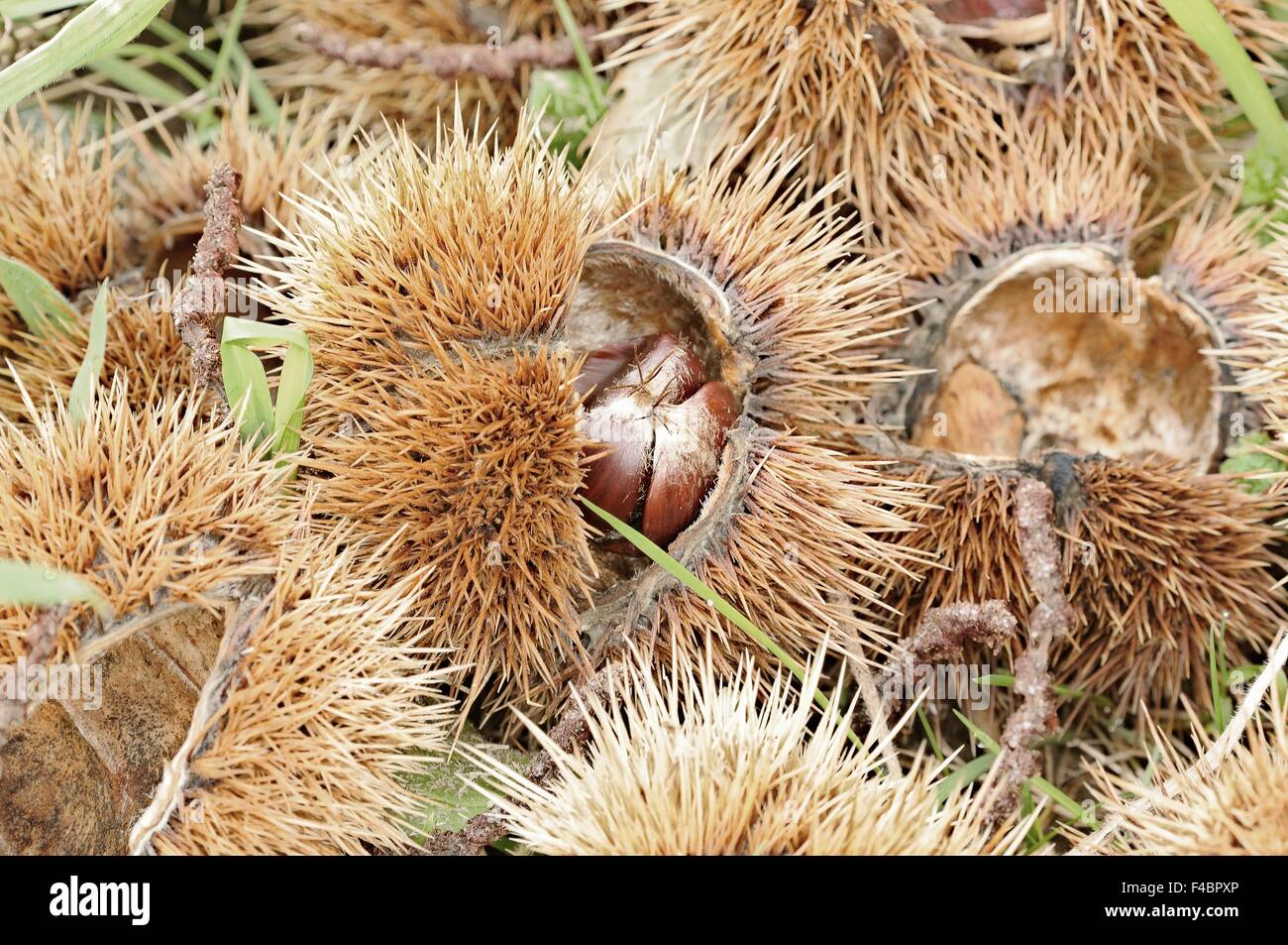 Chestnut shell on the ground hi-res stock photography and images - Alamy
