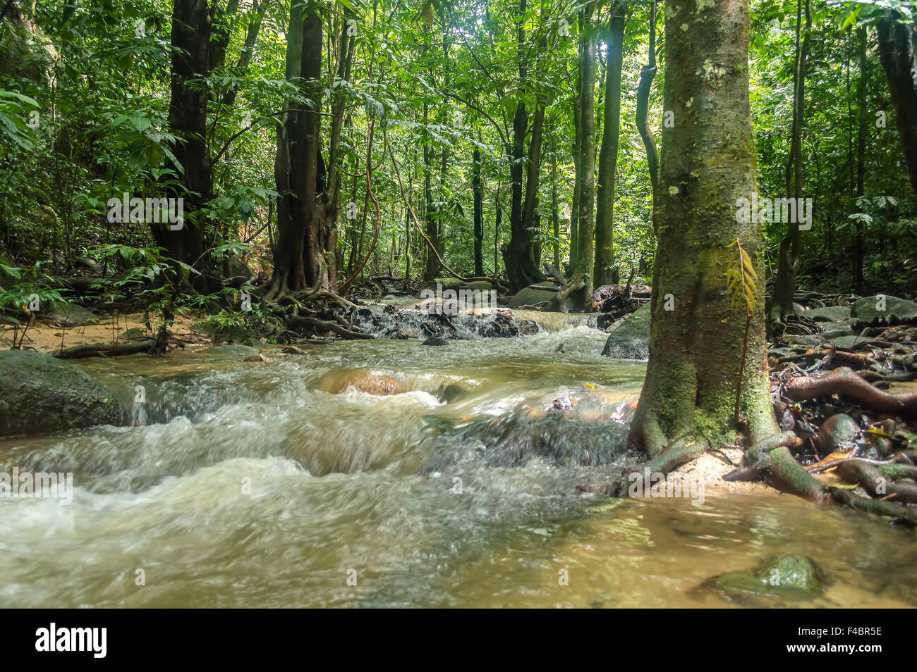 Water stream at tropical forest Stock Photo - Alamy