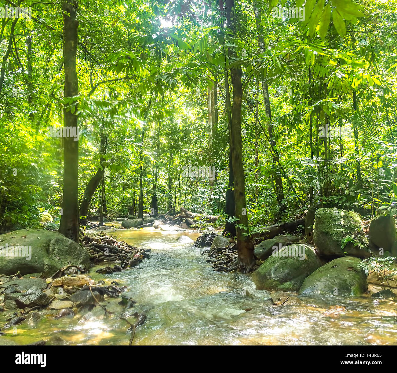 Water stream at tropical forest Stock Photo - Alamy