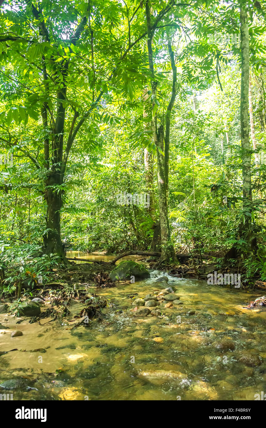 Water stream at tropical forest Stock Photo - Alamy