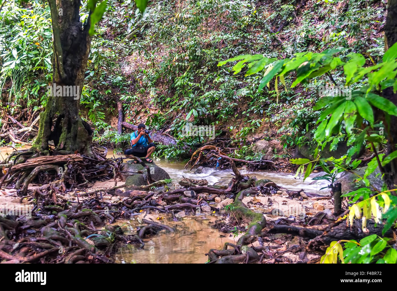 Water stream at tropical forest Stock Photo - Alamy