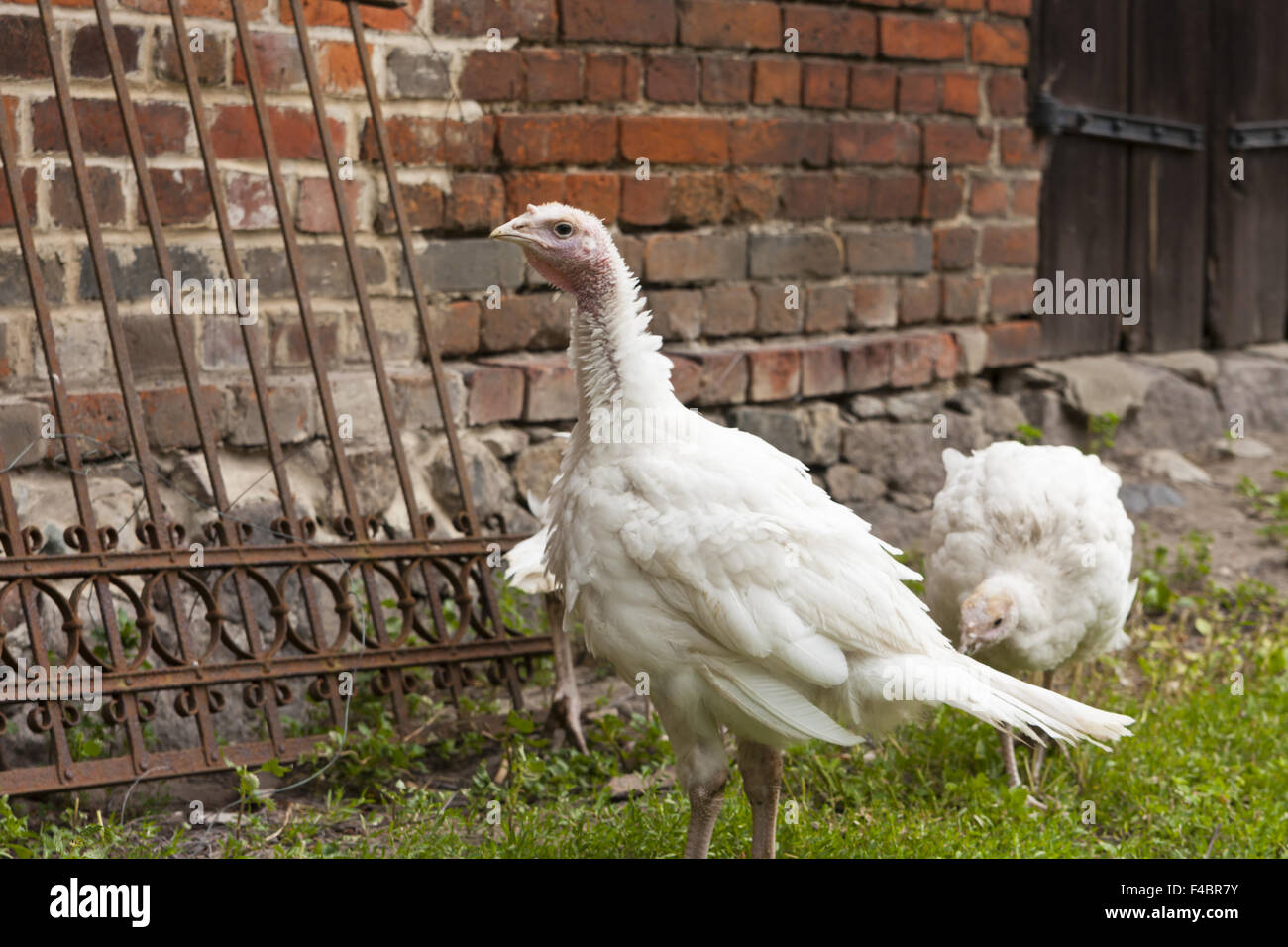Turkey Hens on a farm Stock Photo - Alamy