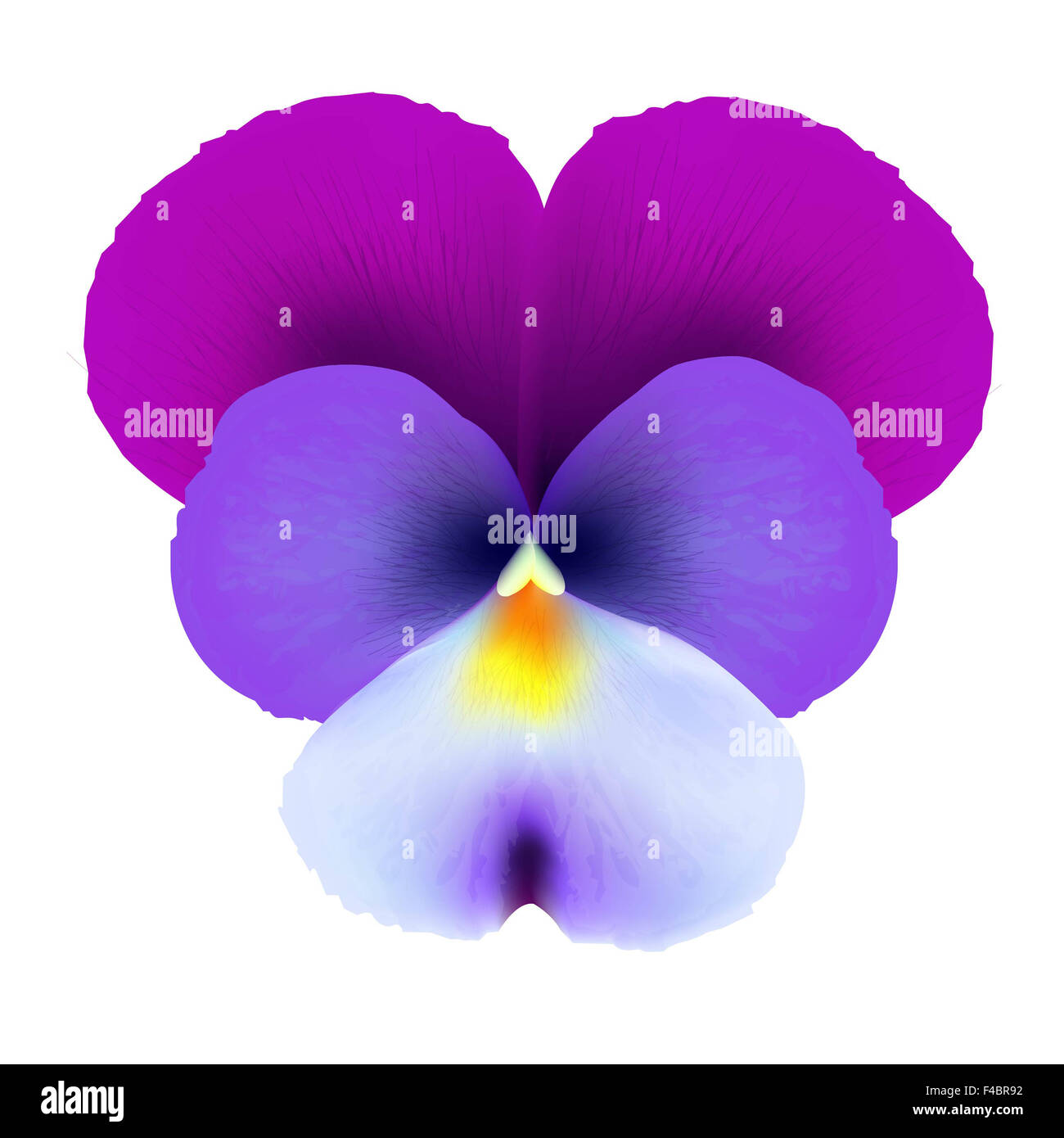 Beautiful pansies Cut Out Stock Images & Pictures - Alamy