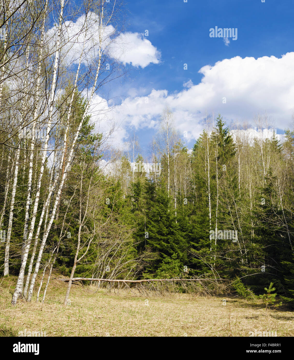 Beautiful lawn in a spring wood Stock Photo - Alamy