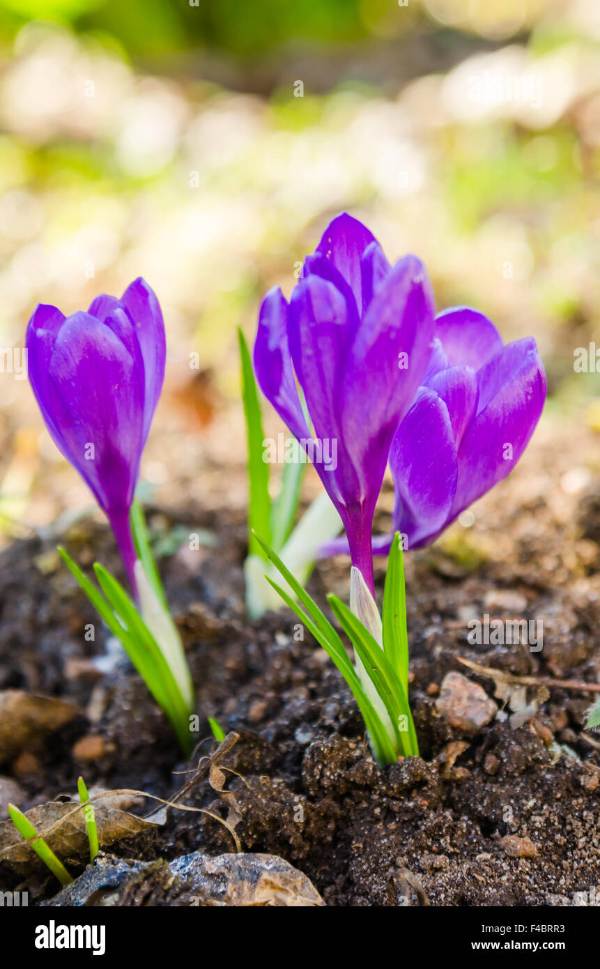 The first spring crocuses, close up Stock Photo - Alamy