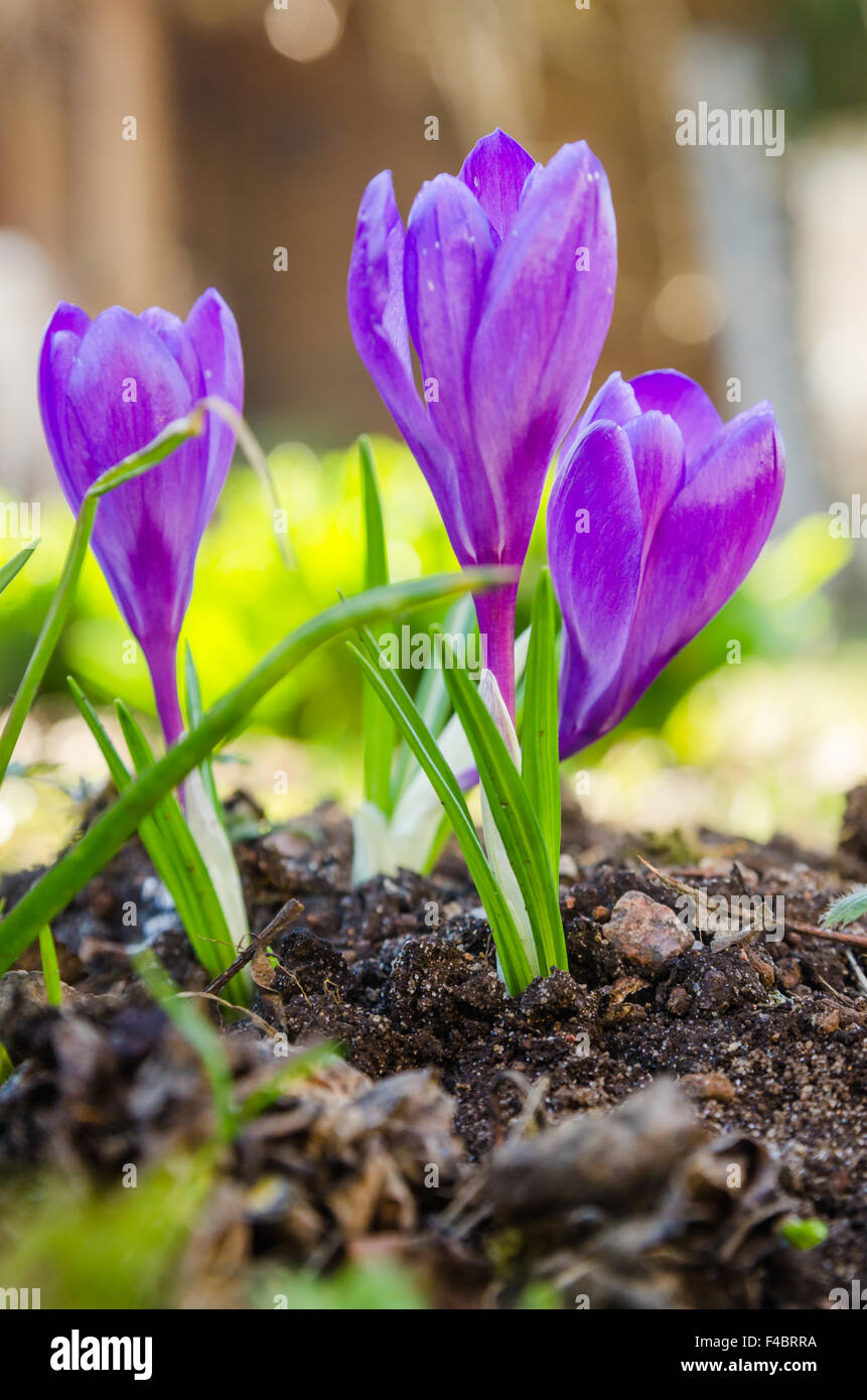 The first spring crocuses, close up Stock Photo - Alamy