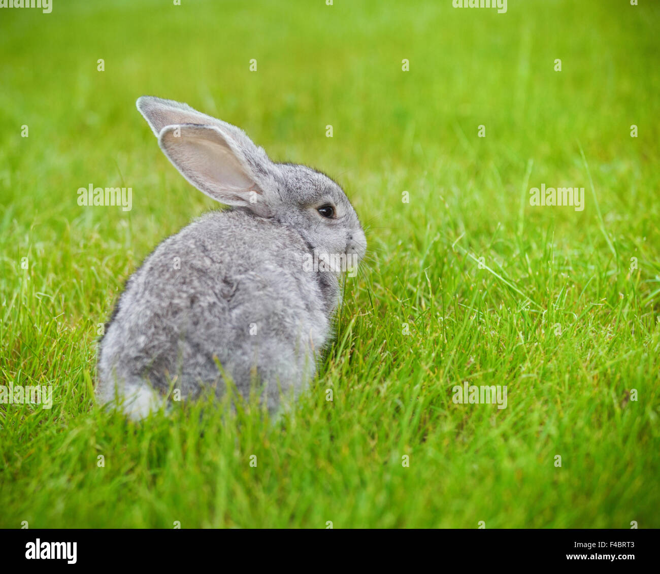 Cute little grey rabbit on green grass Stock Photo - Alamy
