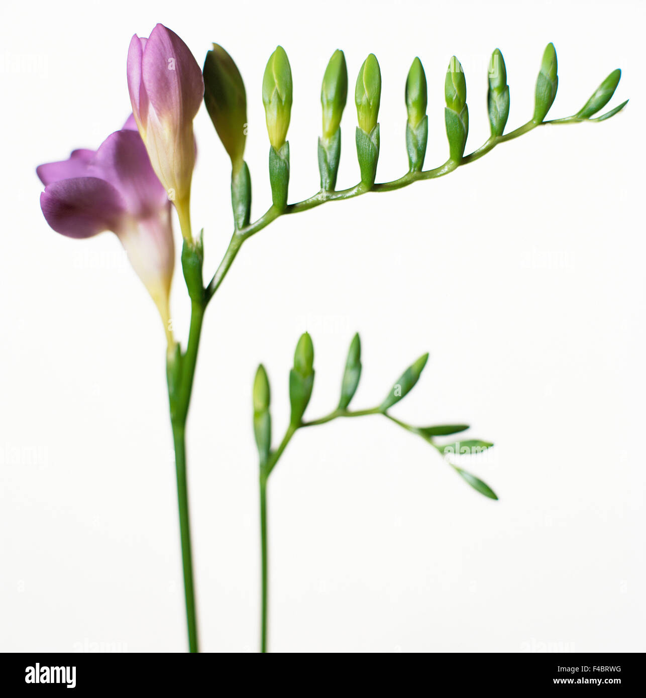Freesia close hi-res stock photography and images - Alamy