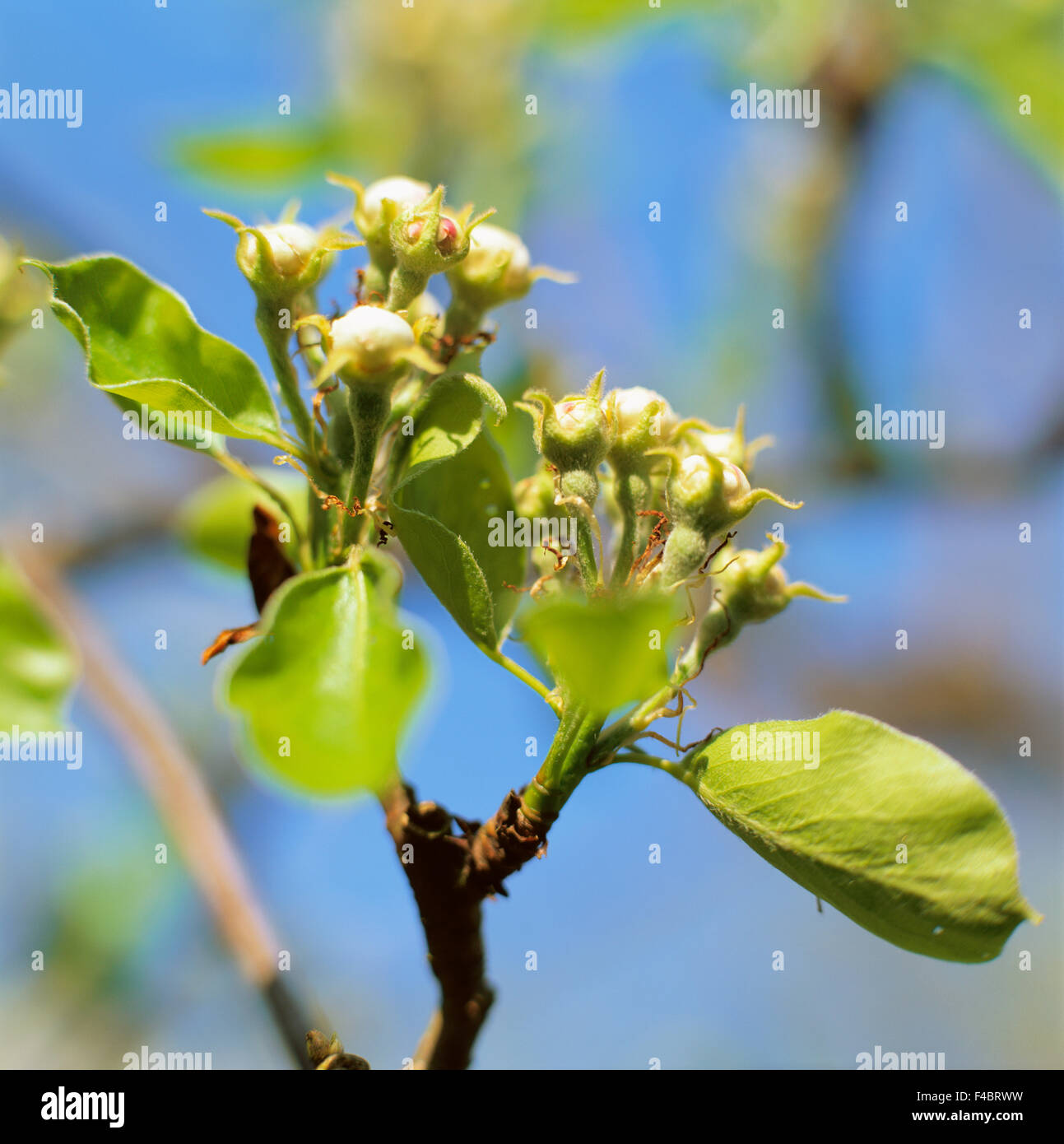 Close-up of leaves on twig Stock Photo - Alamy