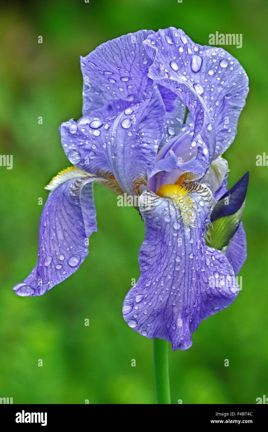 Wet purple iris hi-res stock photography and images - Alamy