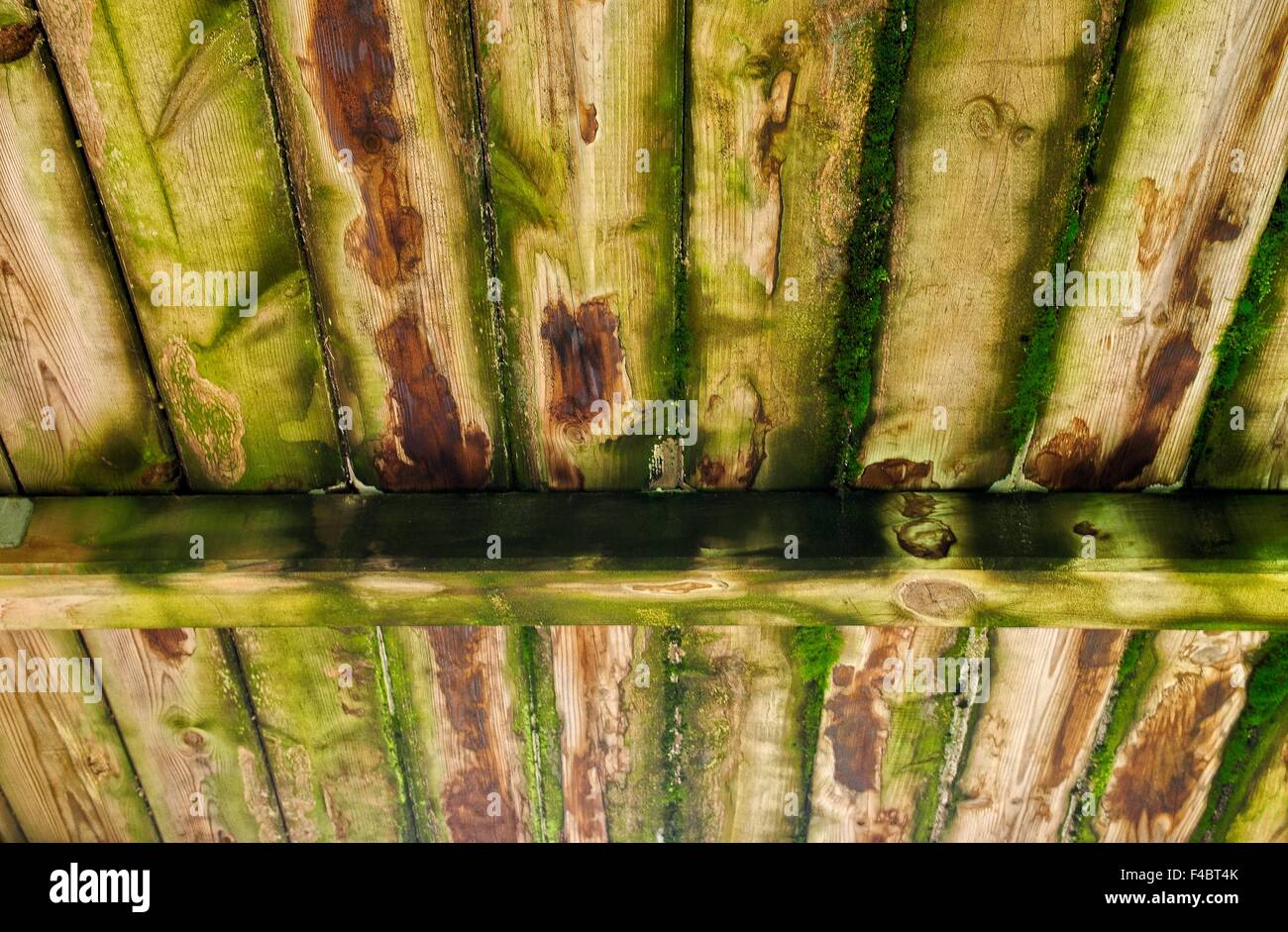 Moss and Algae Stock Photo - Alamy