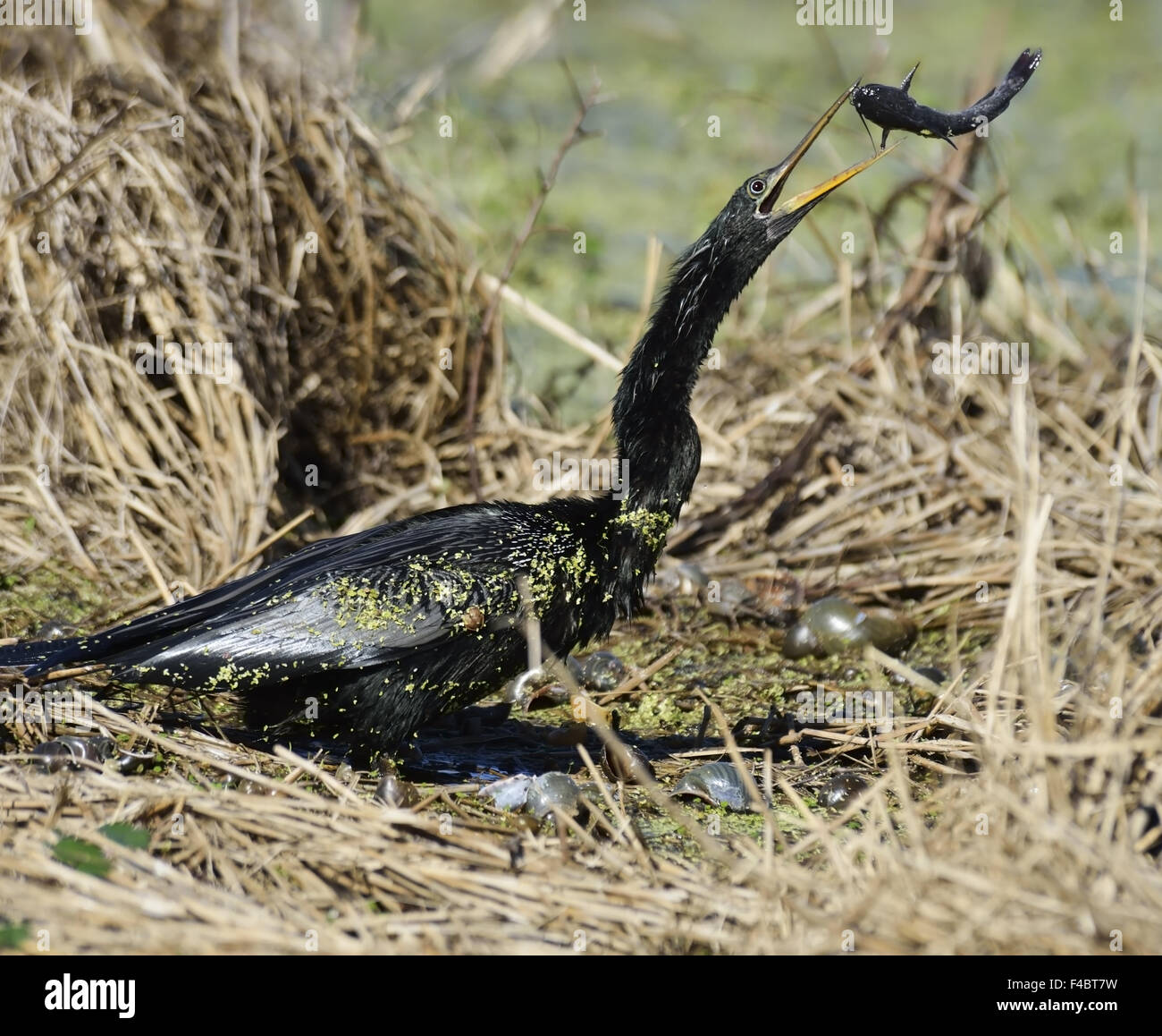 Behavior anhinga hi-res stock photography and images - Alamy