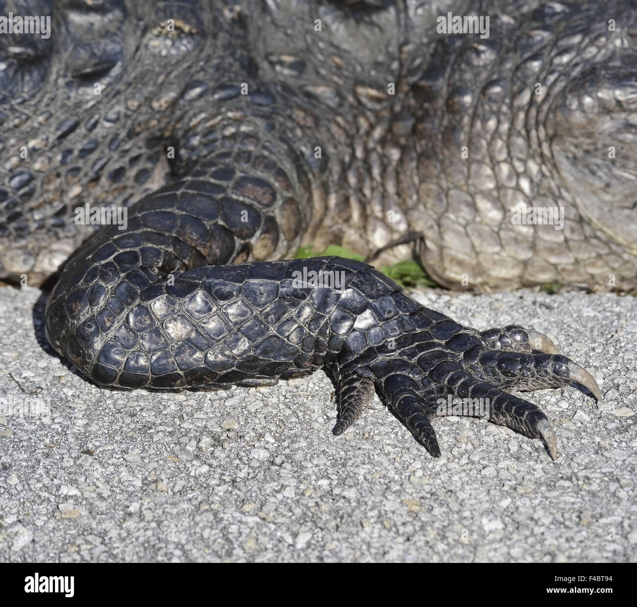 Alligator Claw Stock Photo - Alamy