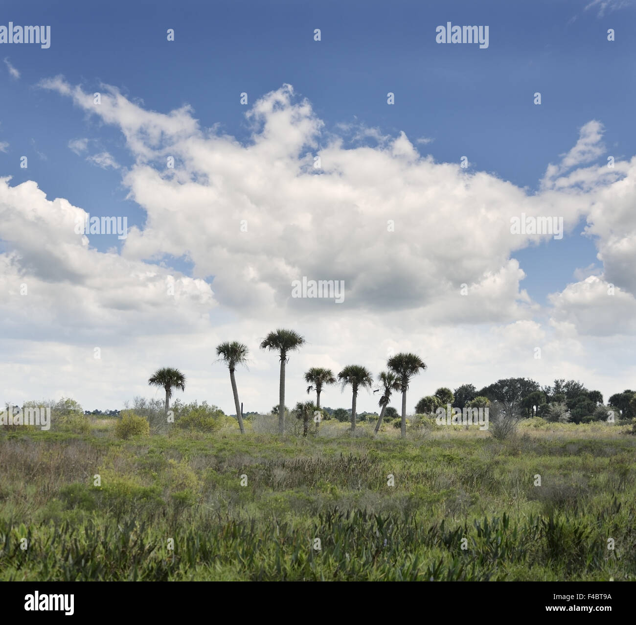 Grass florida wetlands marsh hi-res stock photography and images - Alamy