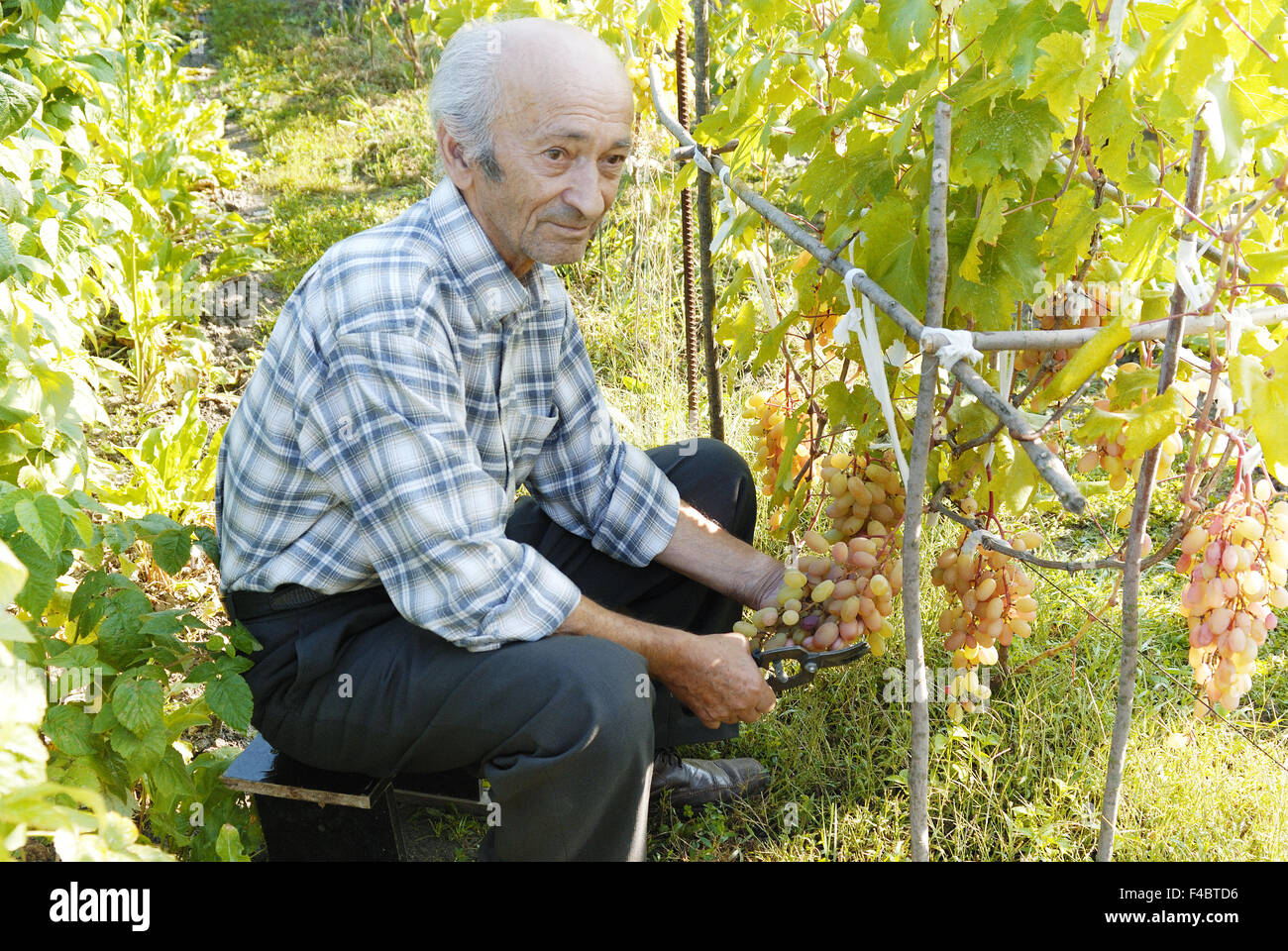 Vine men hi-res stock photography and images - Alamy